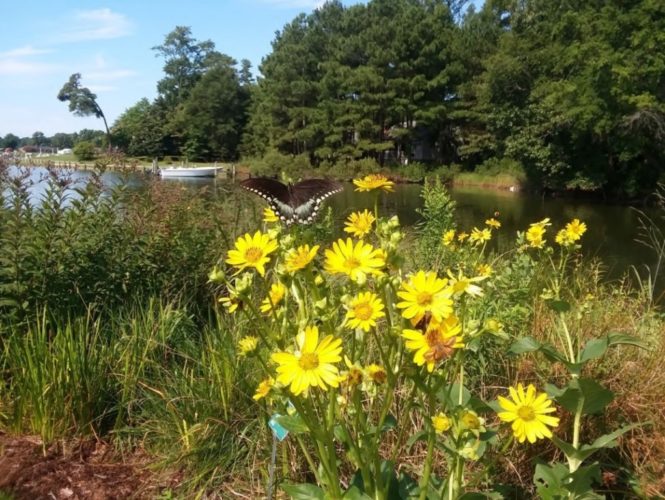 Materials from “Gardening in the Northern Neck” Seminar – Northern Neck ...