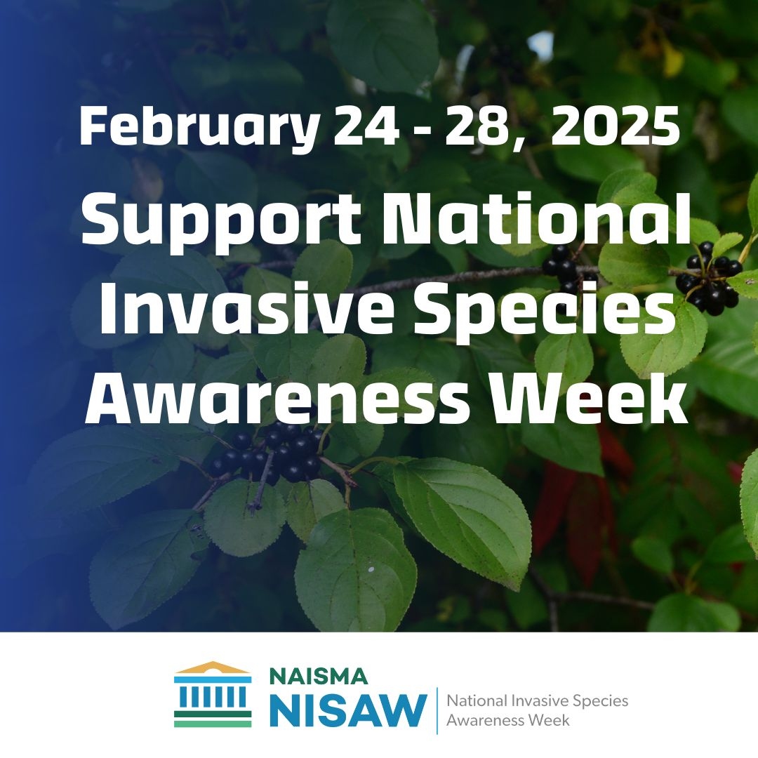 Invasive Species Awareness Week – Northern Neck Green